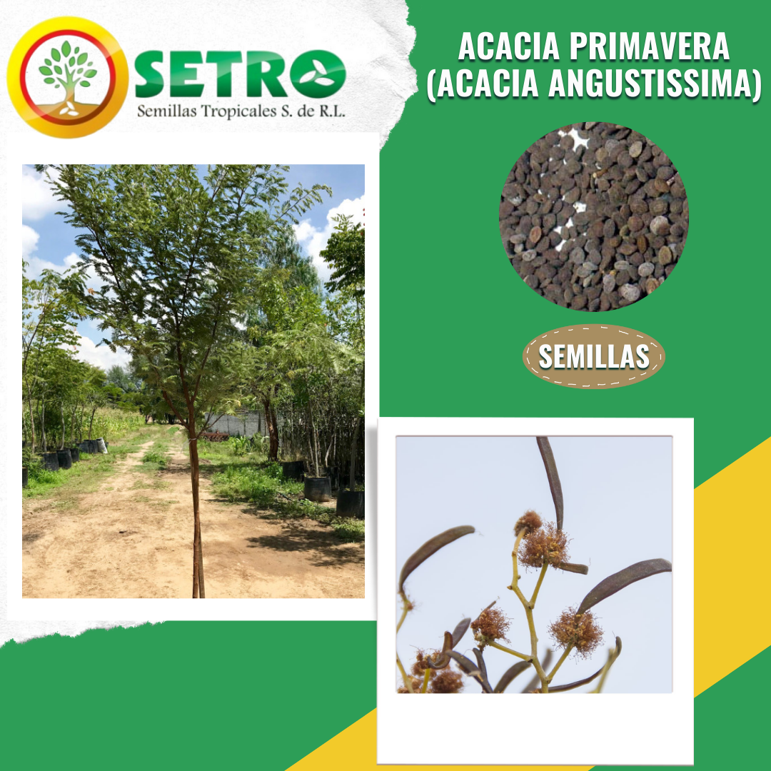 Acacia Primavera - Acacia angustissima - SEMILLAS TROPICALES S.A - TREE ...