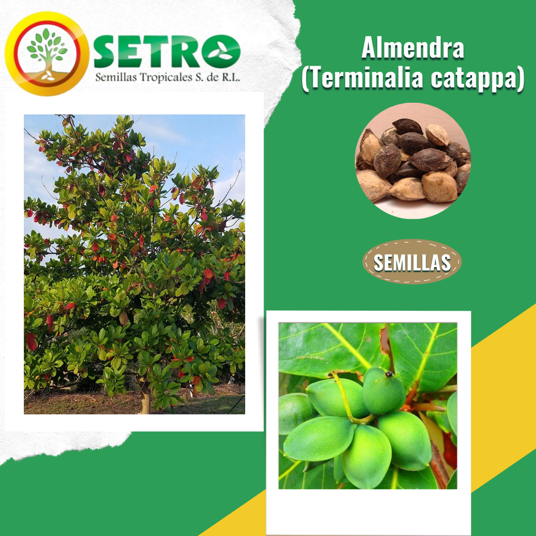 Almendra - Terminalia catappa - SEMILLAS TROPICALES S.A - TREE SEEDS ...