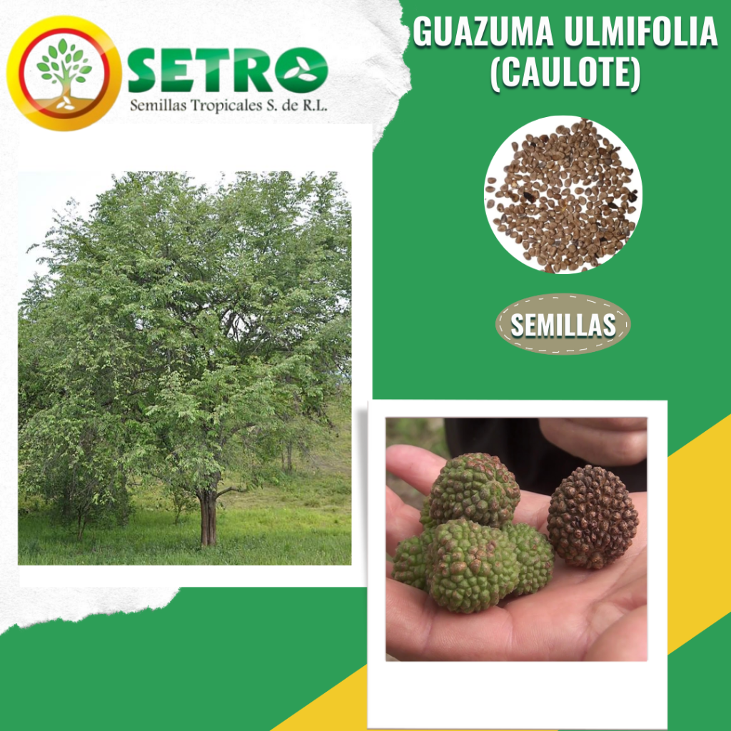 Caulote - Guazuma ulmifolia - SEMILLAS TROPICALES S.A - TREE SEEDS FOR SALE
