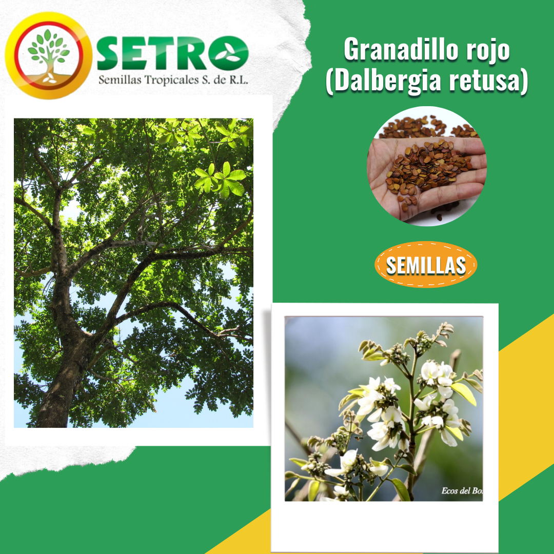 Granadillo rojo - Dalbergia retusa - SEMILLAS TROPICALES S.A - TREE ...
