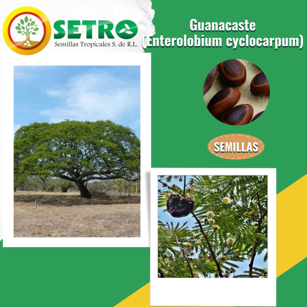 Guanacaste - Enterolobium cyclocarpum - SEMILLAS TROPICALES S.A - TREE ...