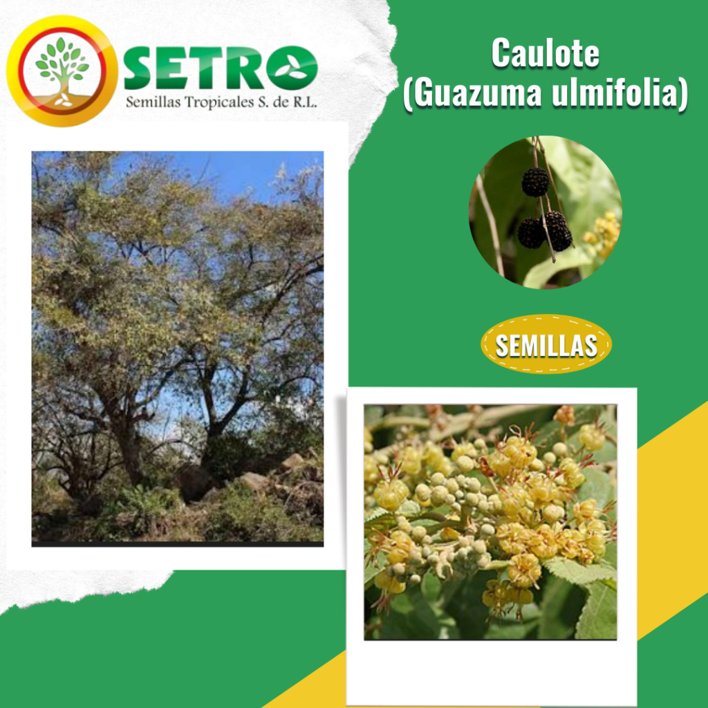 Caulote – Guazuma ulmifolia - SEMILLAS TROPICALES S.A - TREE SEEDS FOR SALE