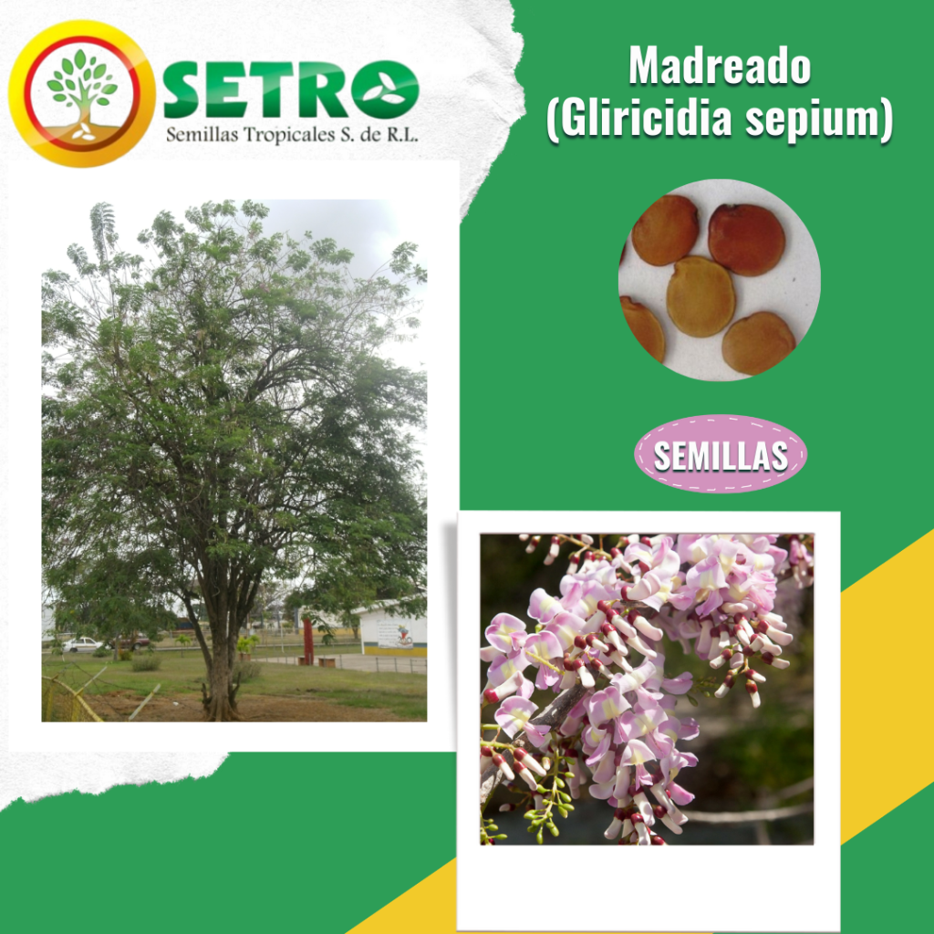 Madreado - Gliricidia sepium - SEMILLAS TROPICALES S.A - TREE SEEDS FOR ...