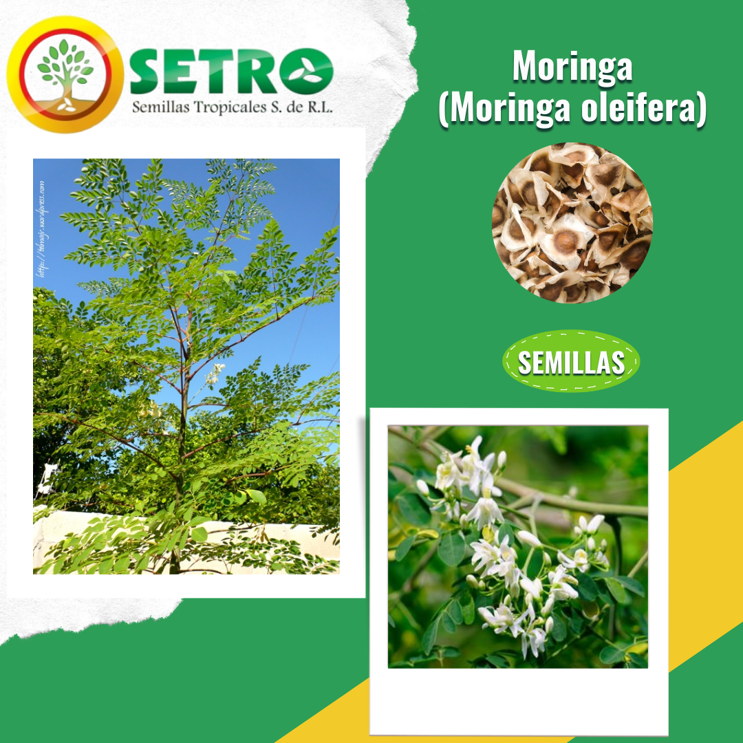Moringa - Moringa oleifera - SEMILLAS TROPICALES S.A - TREE SEEDS FOR SALE
