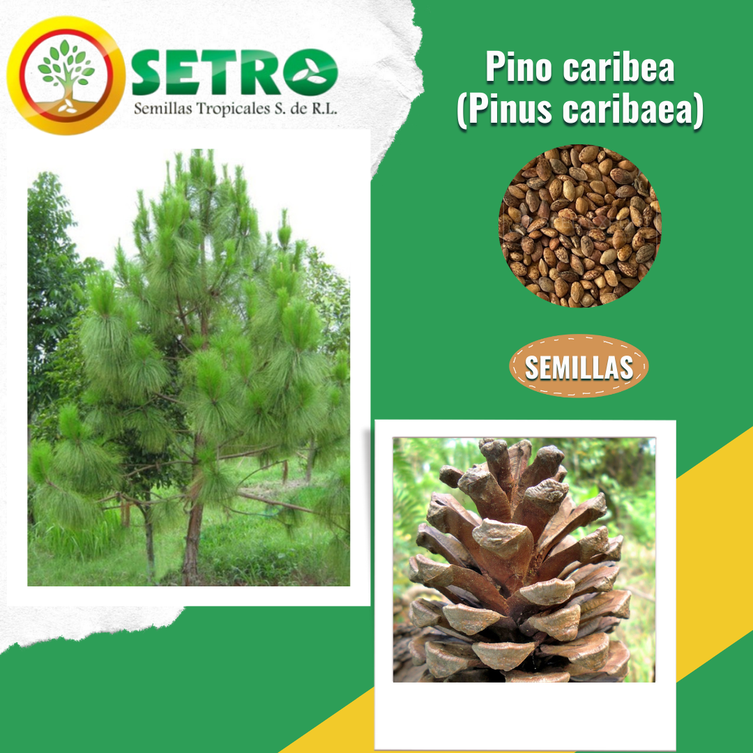 Pino caribea - Pinus caribaea - SEMILLAS TROPICALES S.A - TREE SEEDS ...