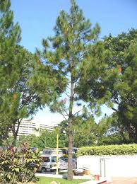 Pino caribea - Pinus caribaea - SEMILLAS TROPICALES S.A - TREE SEEDS ...