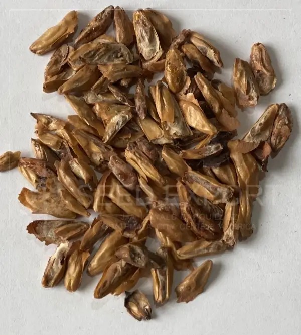 Pino pinabete - Pinus maximinoii - SEMILLAS TROPICALES S.A - TREE SEEDS ...