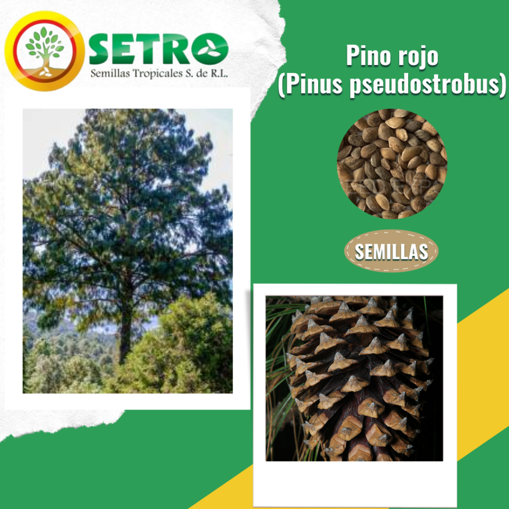 Pino rojo - Pinus pseudostrobus - SEMILLAS TROPICALES S.A - TREE SEEDS ...
