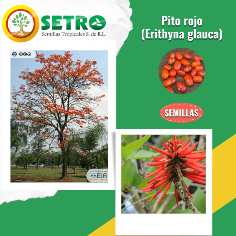Pito rojo - Erithyna glauca - SEMILLAS TROPICALES S.A - TREE SEEDS FOR SALE