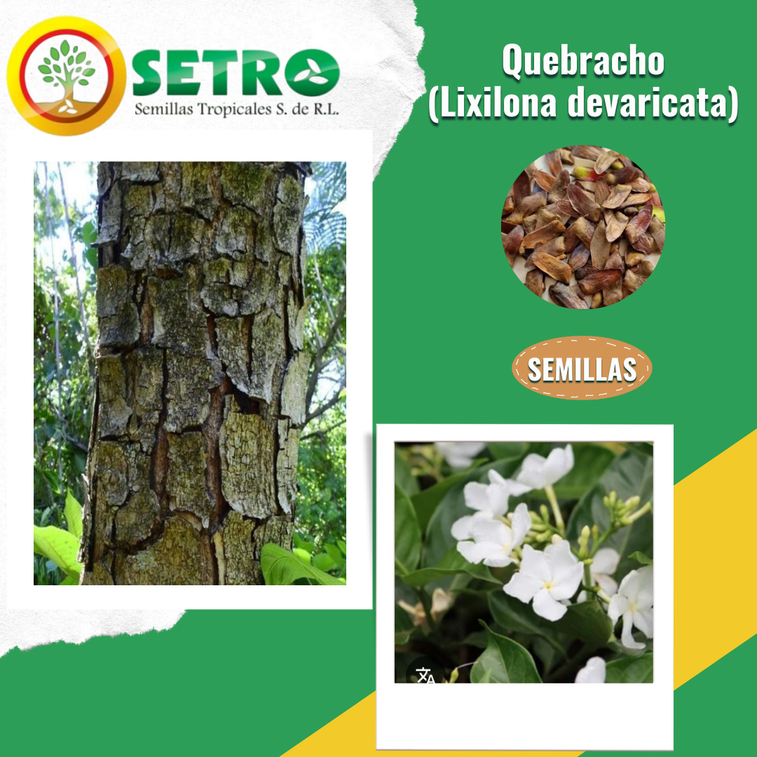Quebracho - Lixilona devaricata - SEMILLAS TROPICALES S.A - TREE SEEDS ...