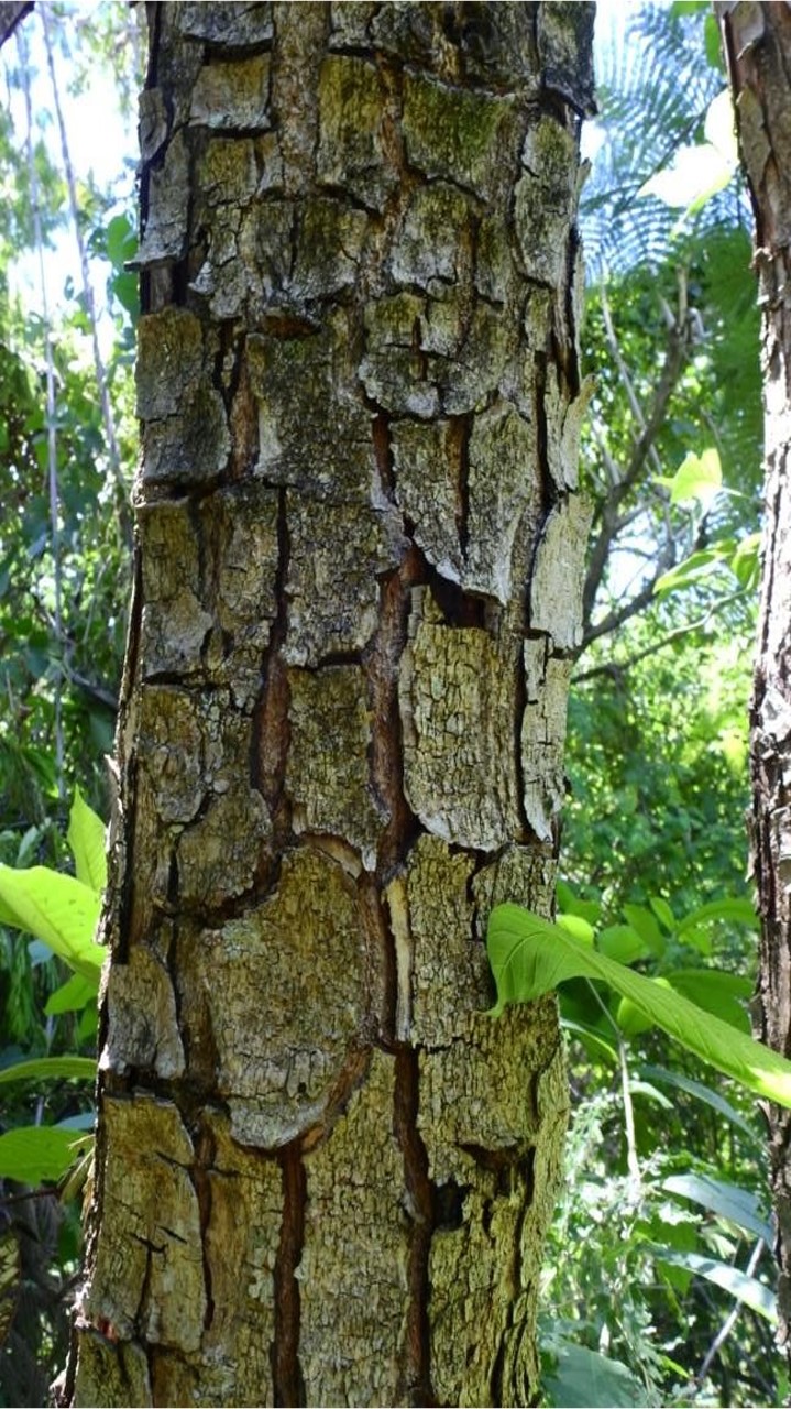 Quebracho - Lixilona devaricata - SEMILLAS TROPICALES S.A - TREE SEEDS ...