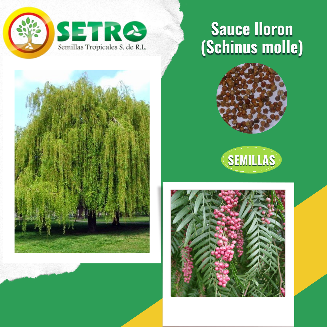 Sauce lloron - Schinus molle - SEMILLAS TROPICALES S.A - TREE SEEDS FOR ...