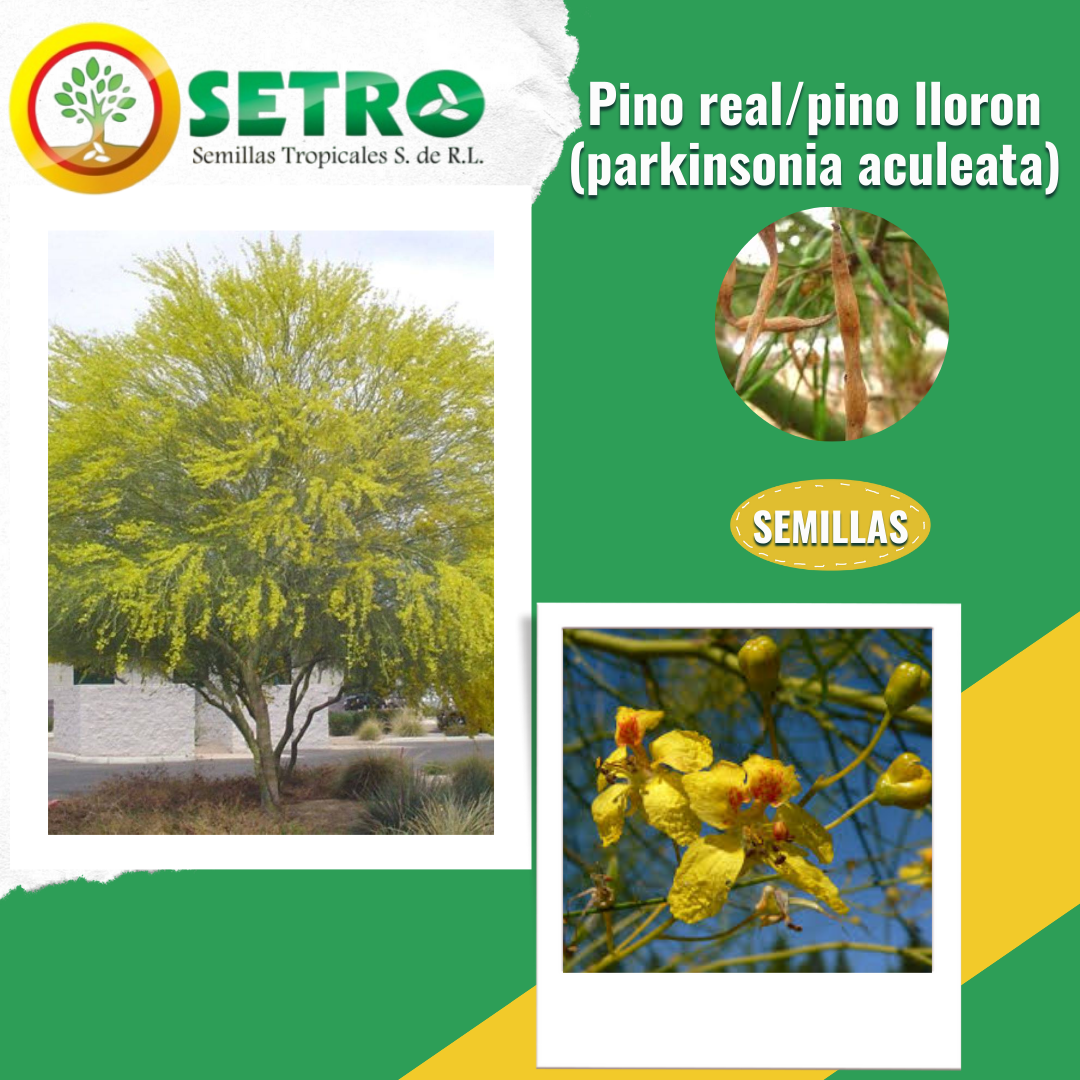 Pino real/pino lloron - parkinsonia aculeata - SEMILLAS TROPICALES S.A ...